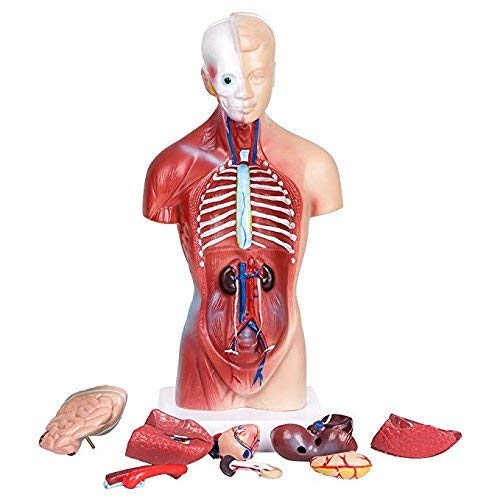 superply Anatomy Model | 11inch Human Torso Body | Heart Brain Skeleton | Medical School Educational Tool