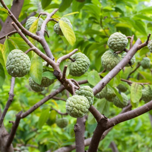 Annona Squamosa Sugar Apple Tree Live Plant 8 Inc Tall, Sweet Sugar Apple Fruit Tree Na Dai, Sugar Apple Plant