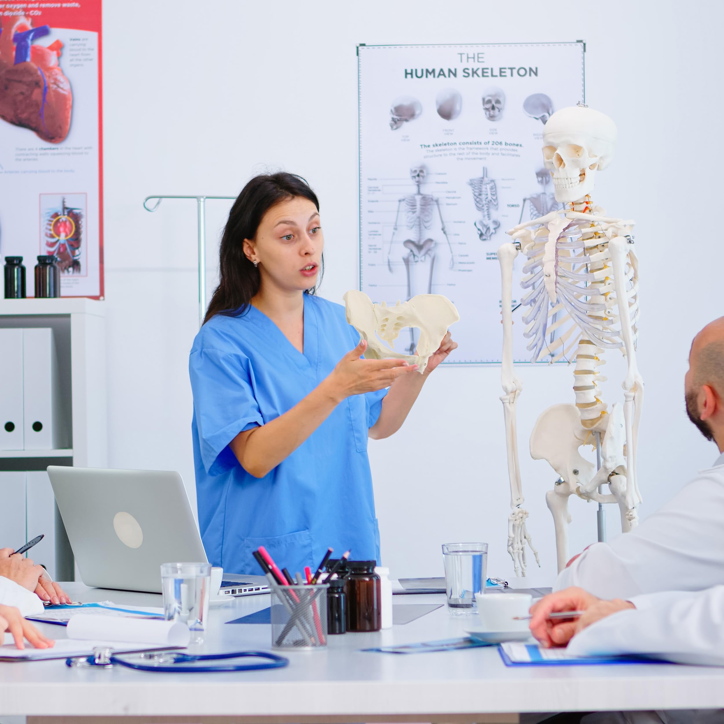 MonMed Life Size Female Pelvis Model, Hip Model β Female Anatomy Model, Hip Bone Pelvic Model Female Anatomical Model