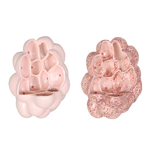 GPI Anatomicals - Anatomy Model of Human Respiratory System with Chronic Obstructive Pulmonary Disease (COPD), Bronchus and Alveoli Models for Anatomy and Physiology Education, Medical Study Supplies