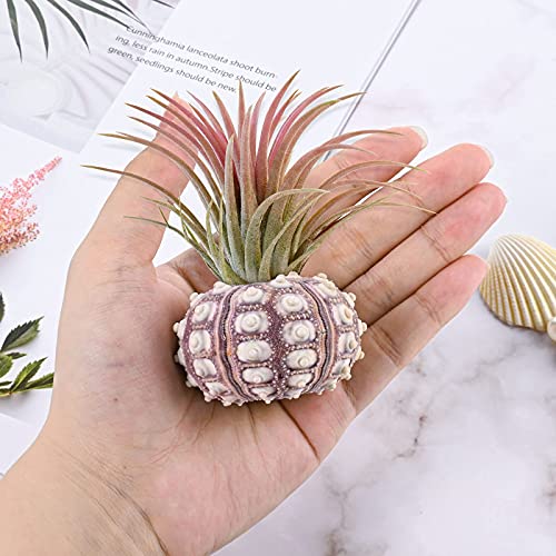 6PCS Hanging Air Plants Holders/Stand Mini Sea Urchin Shell Decorative Tillandsiat Succulent Air Plant Display Container for Home Office Wall Garden Beach Hawaii Theme Party Favors