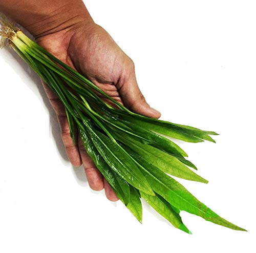 Planterest β Amazon Sword Bundle Medium Easy Background Live Aquarium Plant Decorations BUY2GET1FREE