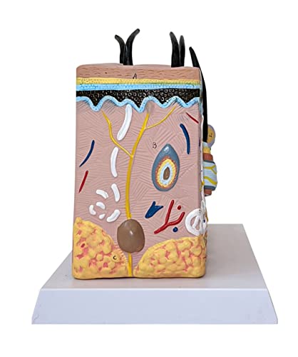 Anatomy Lab 70X Enlarged Human Skin Anatomical Model, Anatomy Model of Skin and Hair Follicles for Science Classroom Study Teaching Model