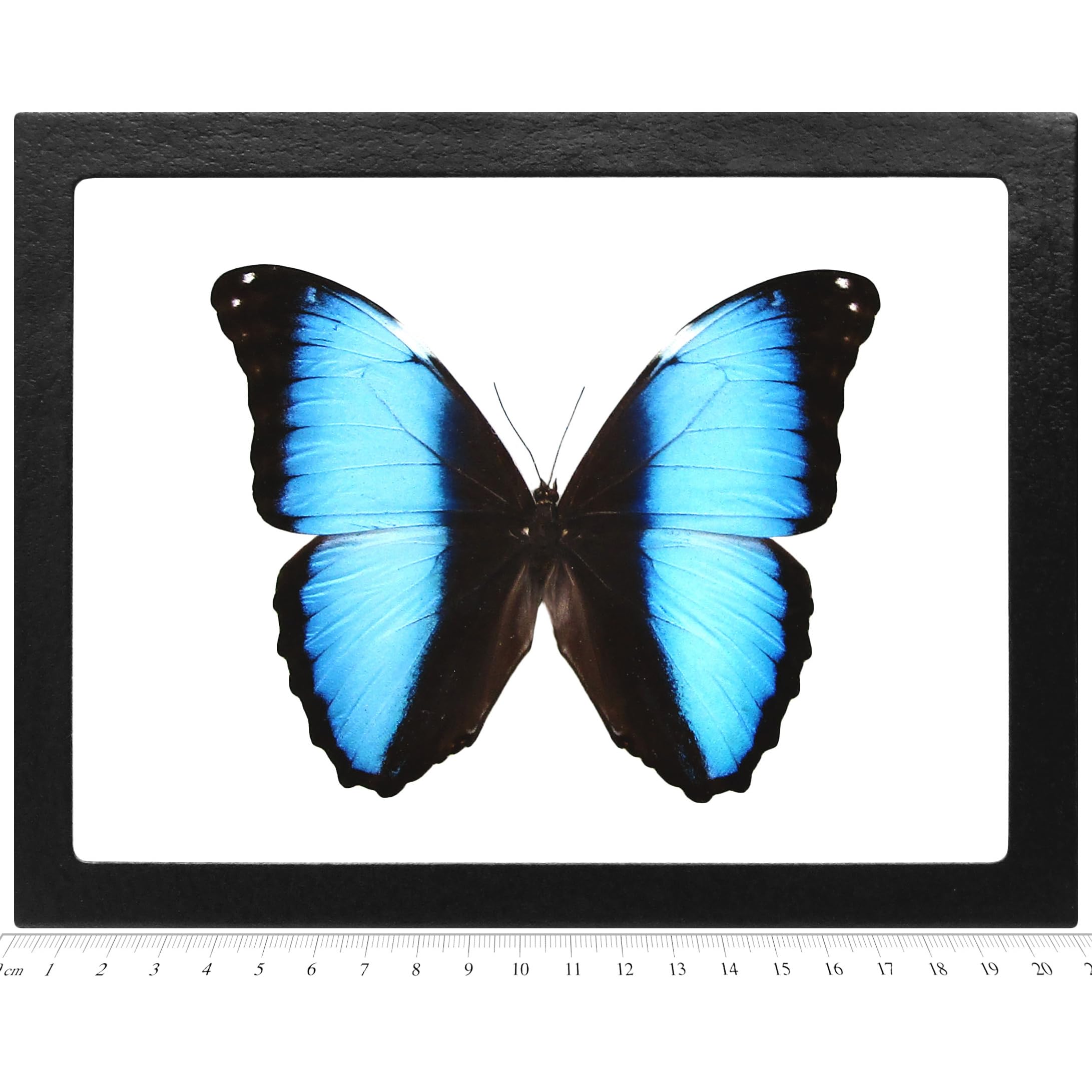 BicBugs Morpho deidamia Real Framed Butterfly Blue Peru
