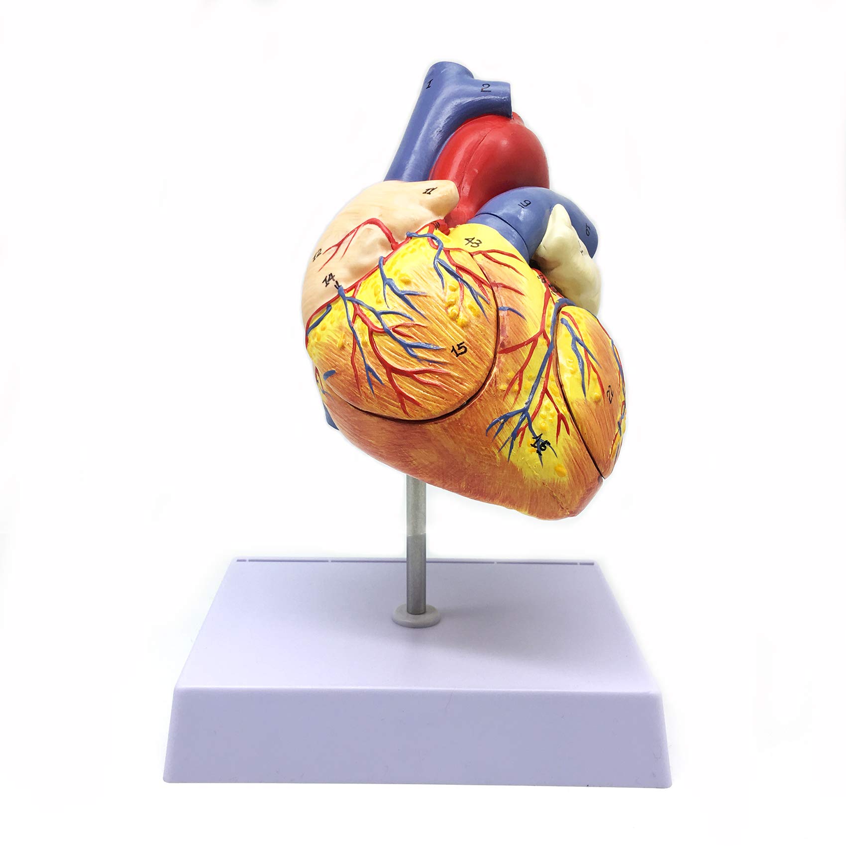 XINDAM 2X Enlarged Human Heart Anatomical Model,Anatomically Accurate Heart Model Human Skeleton Anatomy for Science Classroom Study Display Teaching Medical Model