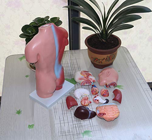 Human Torso Body Anatomy Model - 11 inch, 15 Parts Organ Structure Model for School Medical Education