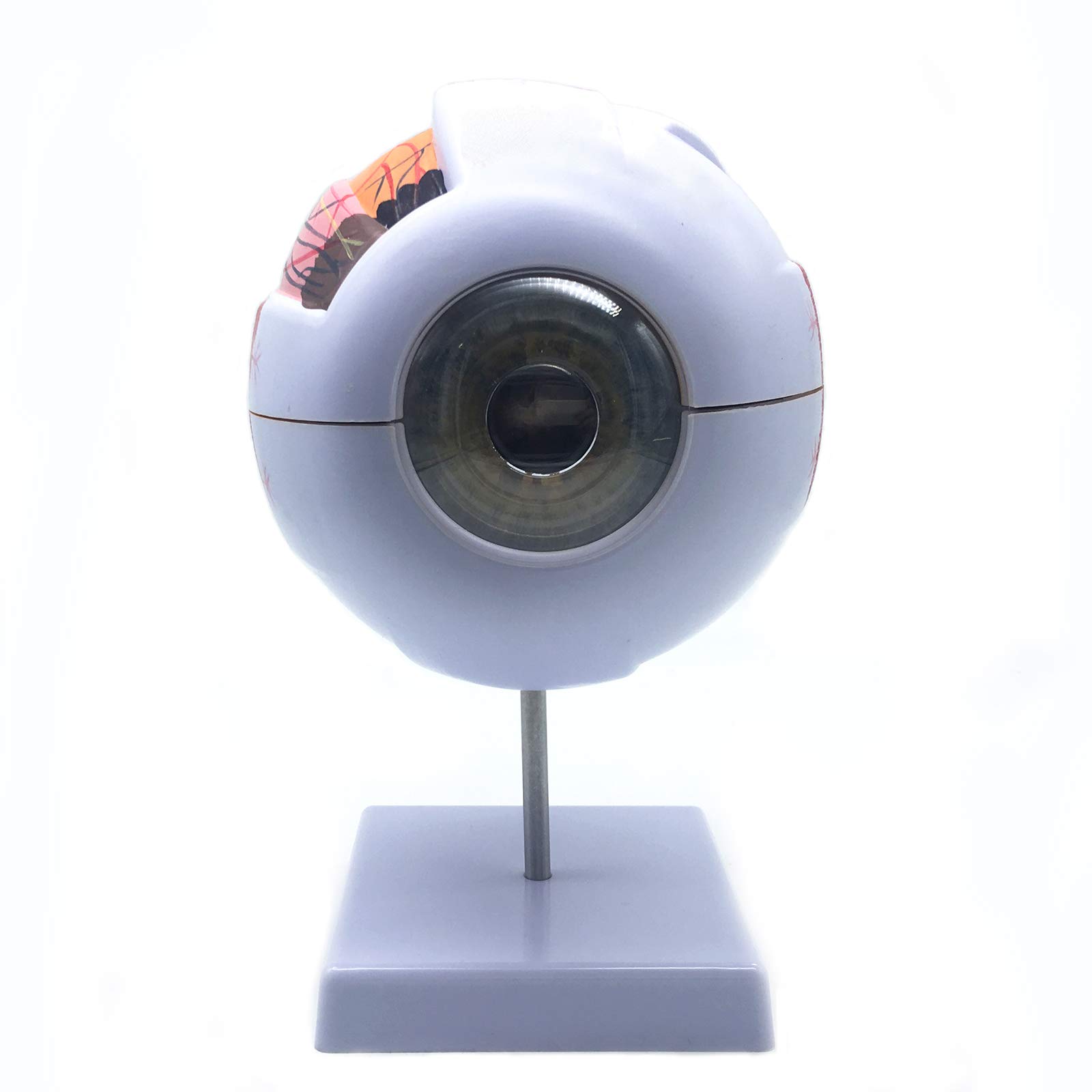 XINDAM 6X Enlarged Human Eye Anatomical Model,Anatomically Accurate Eye Model Human Eye Anatomy for Science Classroom Study Display Teaching Medical Model