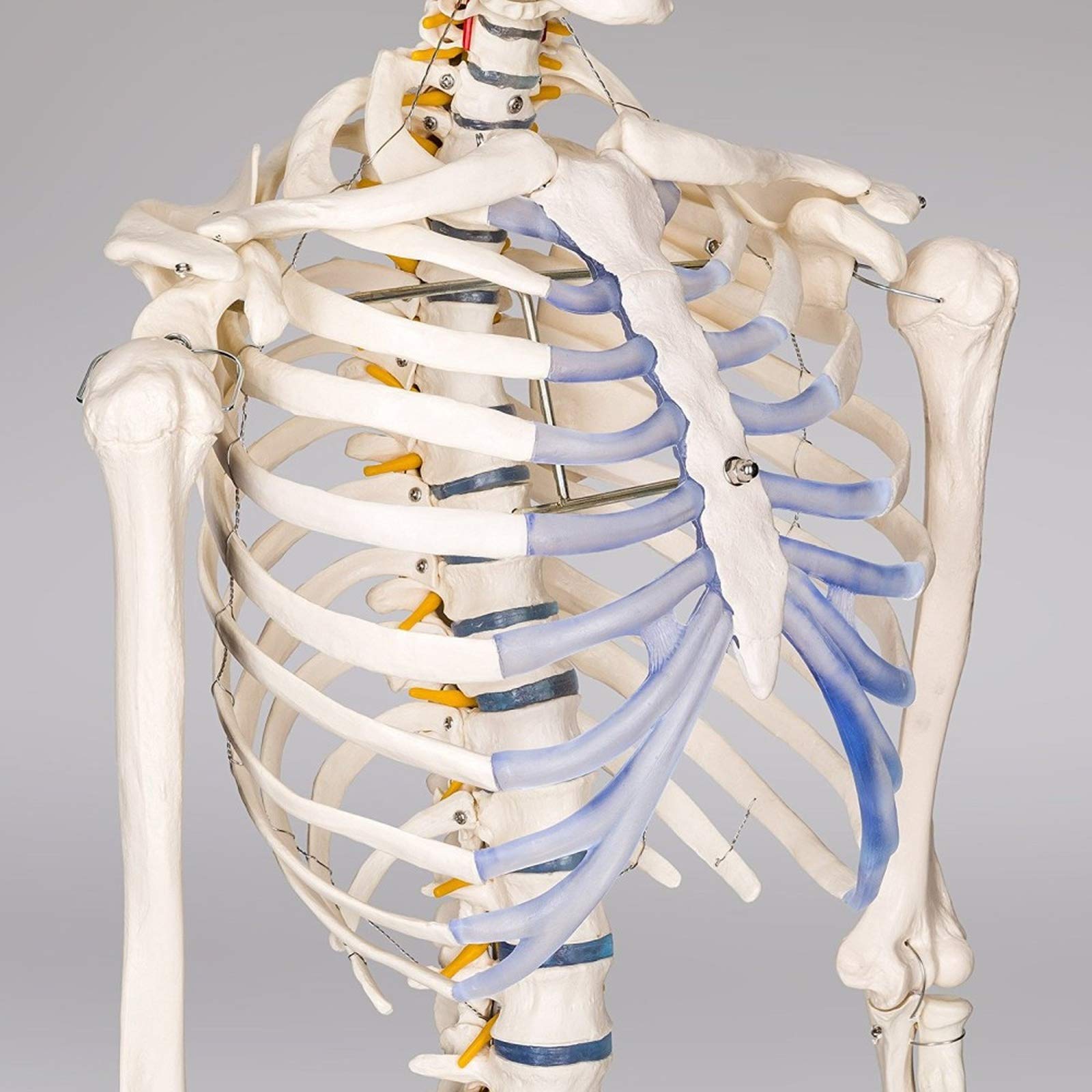 TakeTex 70.8" Life-Size Human Skeleton Model, Including Anatomical Skeleton Model + Colorful Chart + Cover