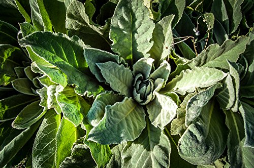 Great/Common Mullein Seeds (Verbascum thapsus) Seeds - Pack of 250, Certified Organic, Non-GMO, Open Pollinated, Untreated Herb Seeds for Planting – from USA