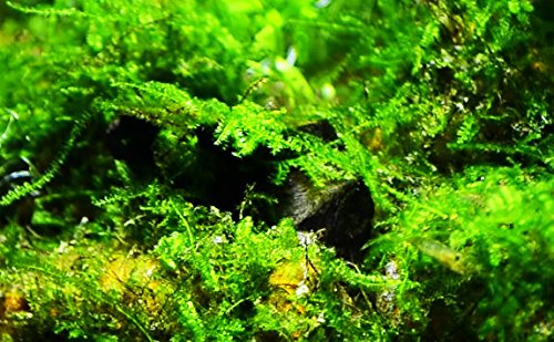 Greenpro Java Moss Live Freshwater Aquarium Plants Easy Ready to Grow