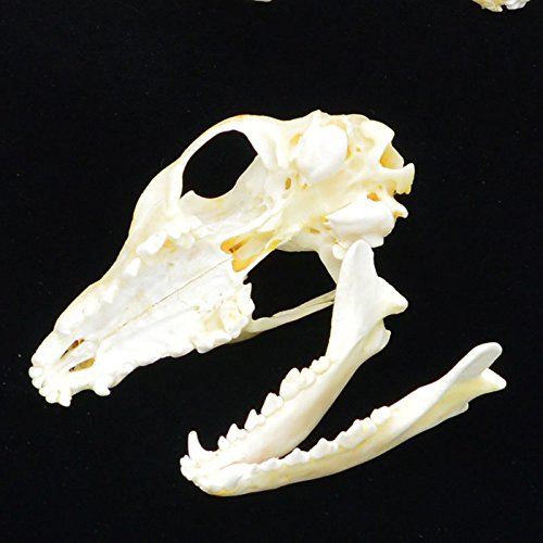 Hot Fox Skull Taxidermy Supplies Art Bone Vet Medicine 1:1