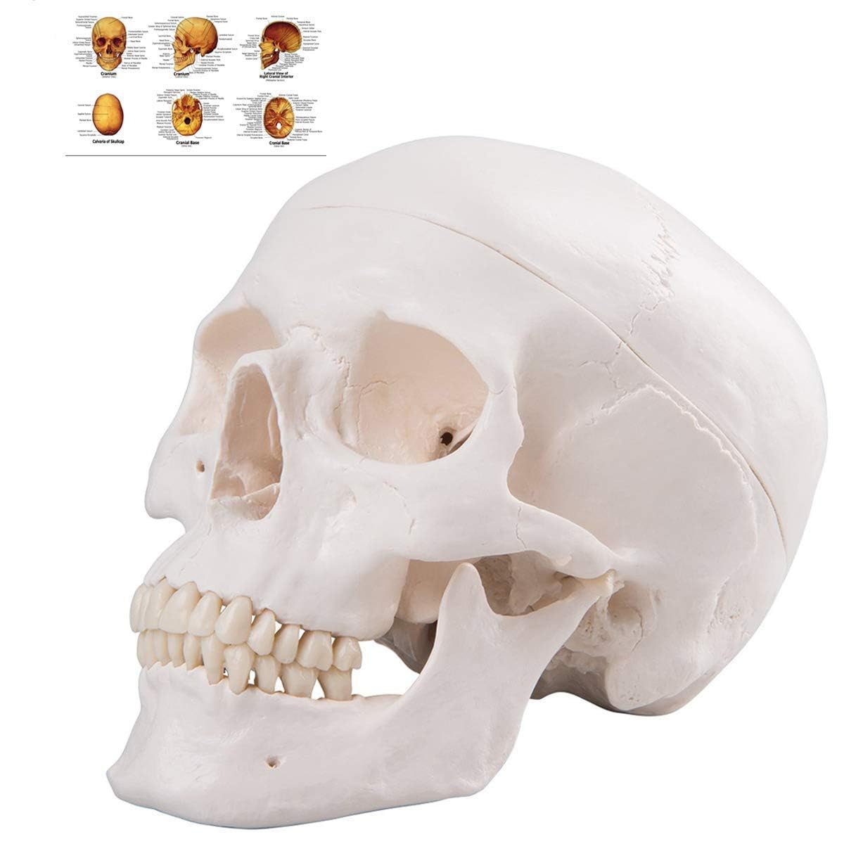 SKUMOD Life Size Human Skull Model, Replica Realistic Human Skull with Removable Skull Cap and Articulated Mandible, Full Set of Teeth, 7.2x4.2x4.95in