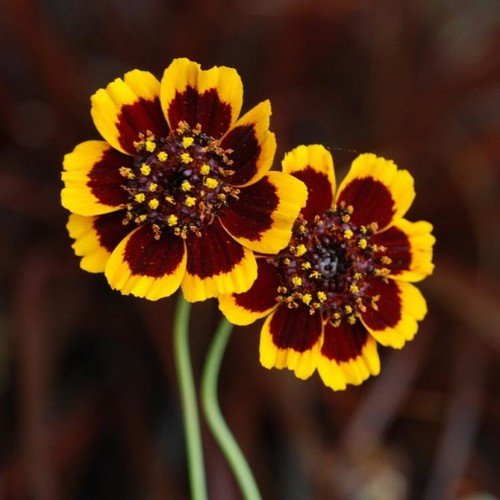 50 Semi - Semi Cosmidium Brunette Fiori (Cosmidium Burridgeanum)