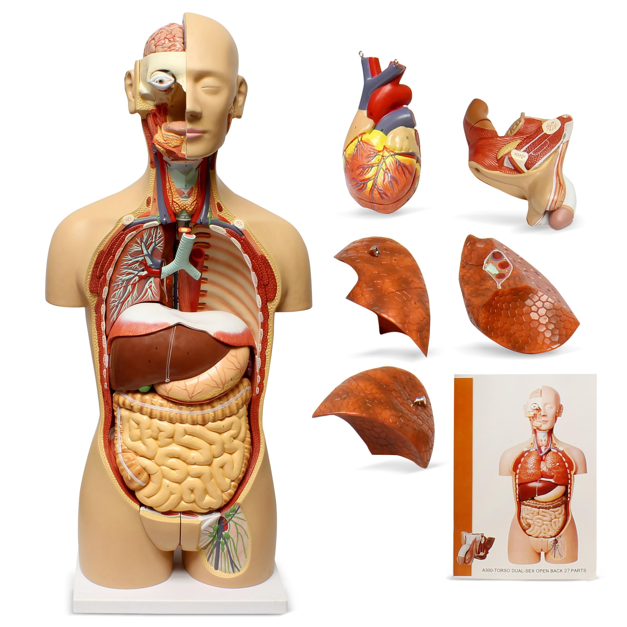 MonMed Human Torso Model â Life Size Human Body Model Anatomy Doll with Removable Organs 3D Human Organ Model