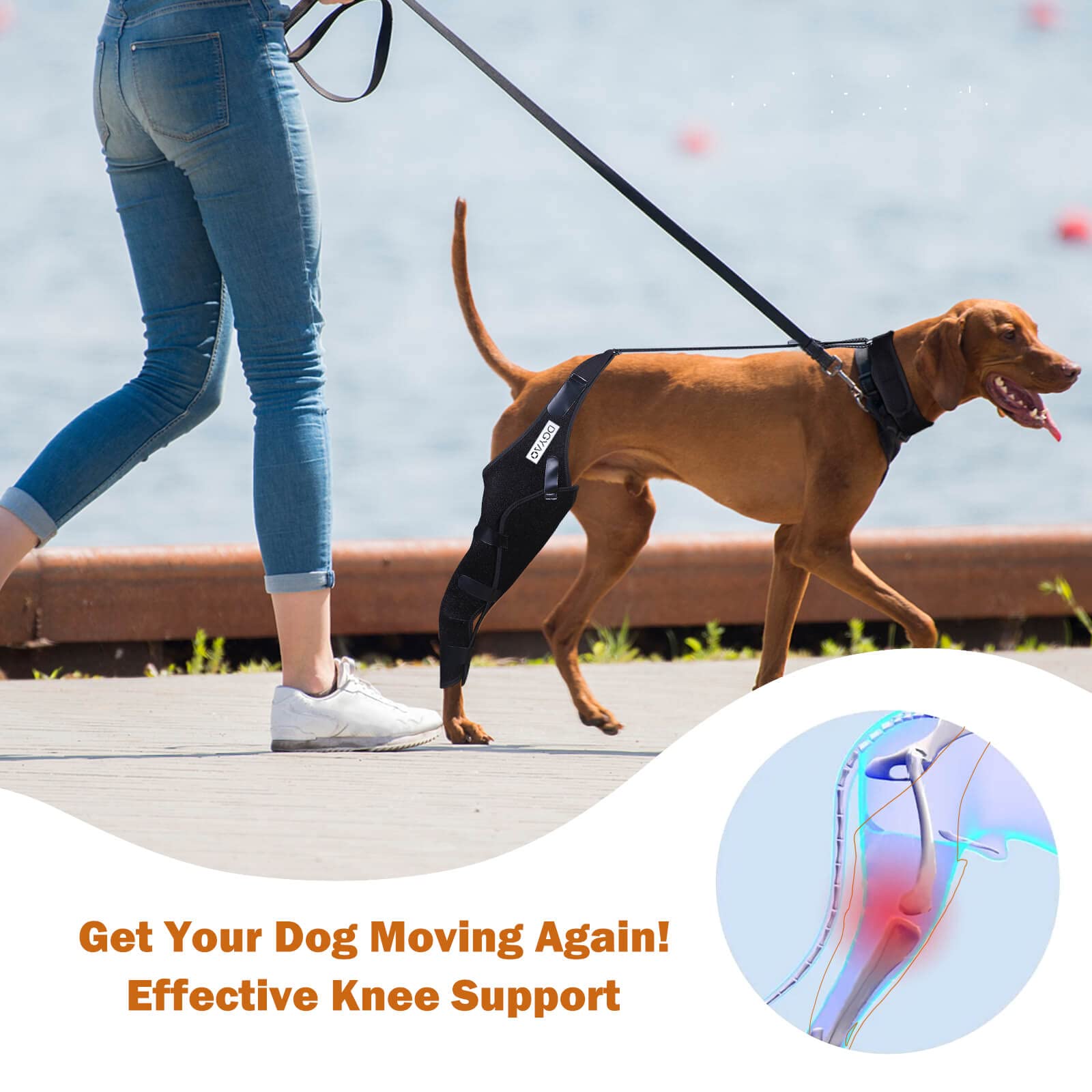 DGYAO Dog Knee Brace for ACL, Knee Cap Dislocation, Arthritis - Full Wrap - Easy Adjustable - Extra Support - Reduces Pain and Inflammation β Full Sizes