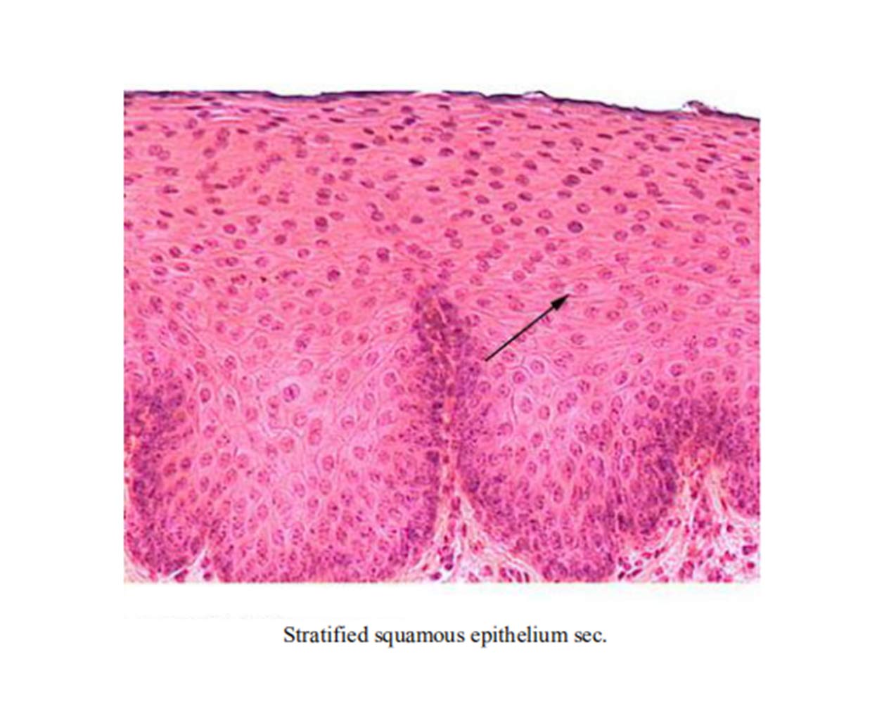 Prepared Epithelium Types Microscope Slides Set, Excellent 11pcs Specimens Representing The Major Types of Epithelium