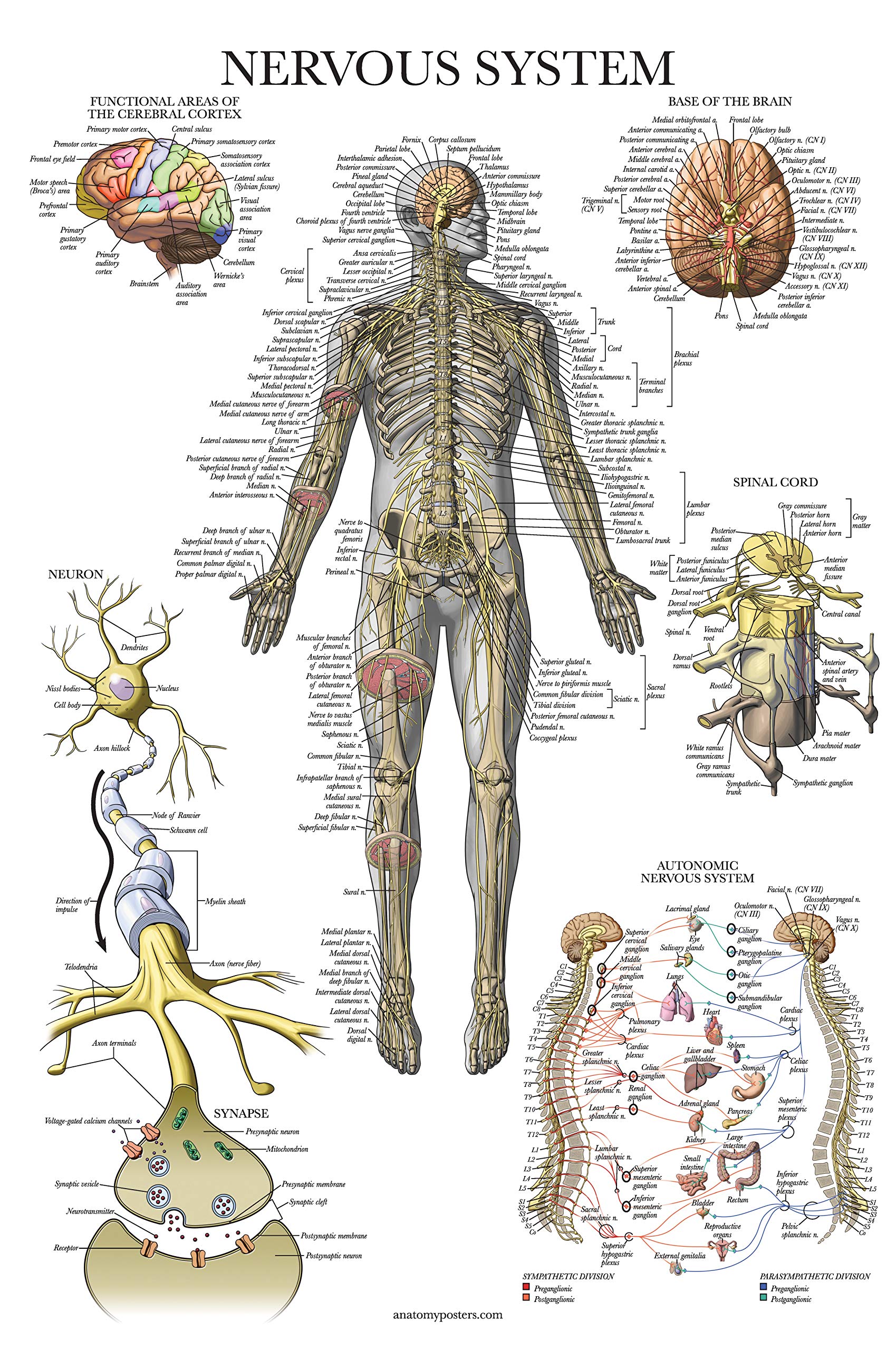 Palace Learning 2 Pack - Spinal Nerves & Nervous System Anatomy Posters - Set of 2 Anatomical Charts - Spine/Nervous - Laminated 18" x 24"