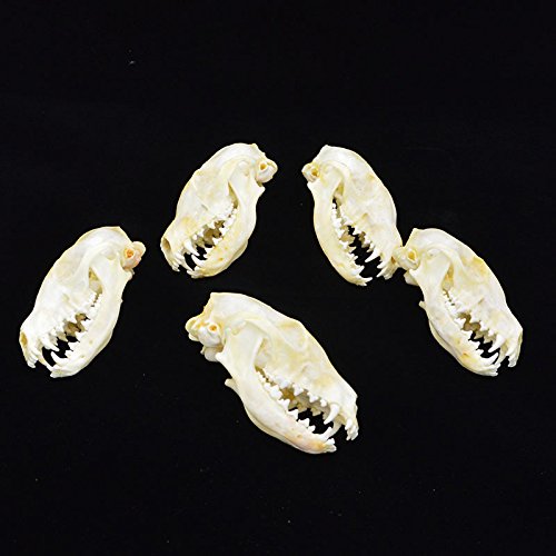 Hot Fox Skull Taxidermy Supplies Art Bone Vet Medicine 1:1