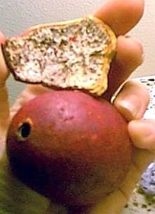 Bael Fruit Tree 8 Seeds - Aegle - Wood Apple