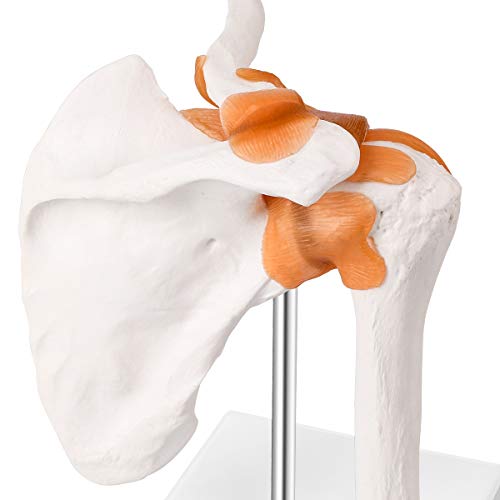 LYOU Human Shoulder Joint Model, Life Size Flexible Anatomically Accurate Shoulder Skeleton Model with Functional Ligaments and Removable Base