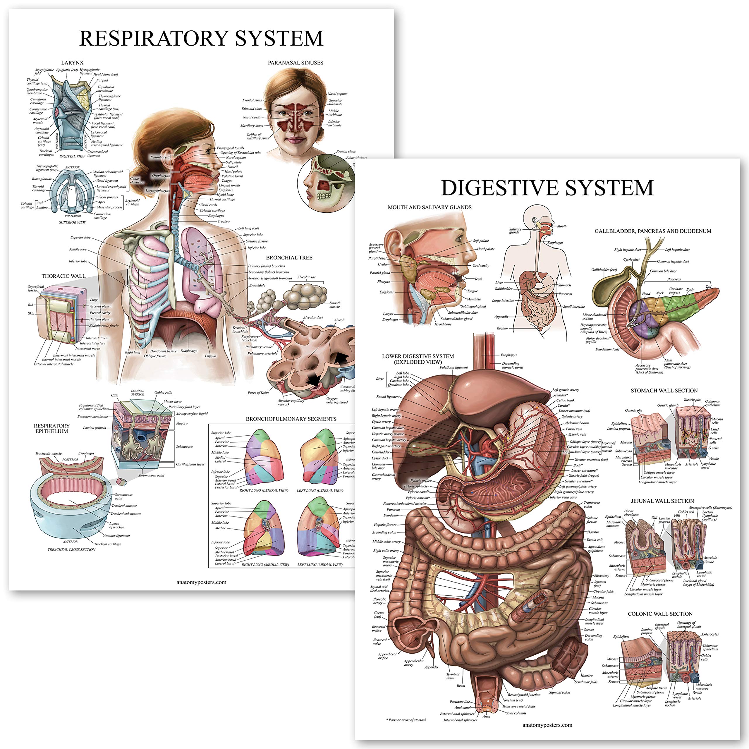 Palace Learning Digestive System & Respiratory System Anatomy Posters - Laminated 2 Chart Set - 18" x 24" (Digestive/Respiratory)