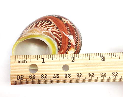 PEPPERLONELY 3 PC Natural Large Mixed Turbo Sea Shells, Hermit Crab Shells, 2 Inch ~ 3 Inch