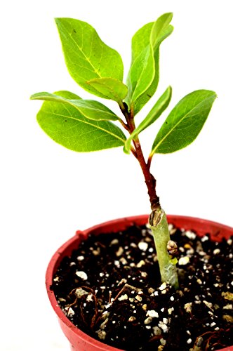 9GreenBox -2 Set Bay Laurel Herb - 4" Pot Total 2 4" Pot