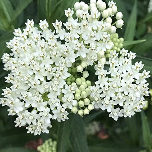 800+ Milkweed Seeds for Monarch Butterflies Heirloom Non-GMO Untreated, Butterfly Milkweed Seeds for Planting Home Garden