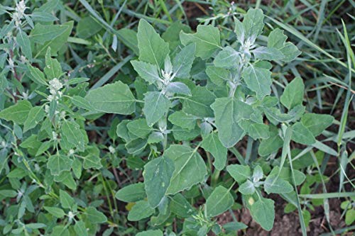 50 Semi Chenopodium Album, Grasso Semi Gallina, Agnello Quarters, Bianco Goosefoot