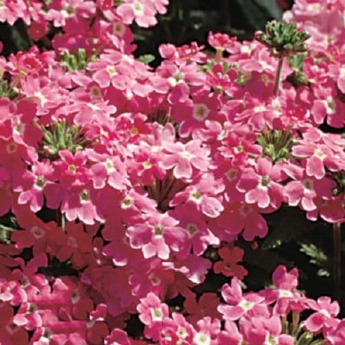 50 Semi Verbena Obsession Rosa Verbena Semi