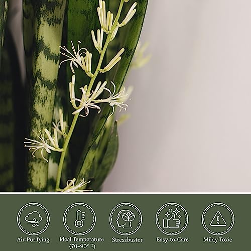 AMERICAN PLANT EXCHANGE Sansevieria Trifasciata Black Coral Live Plant, 3 Gallon, Indoor/Outdoor Air Purifier