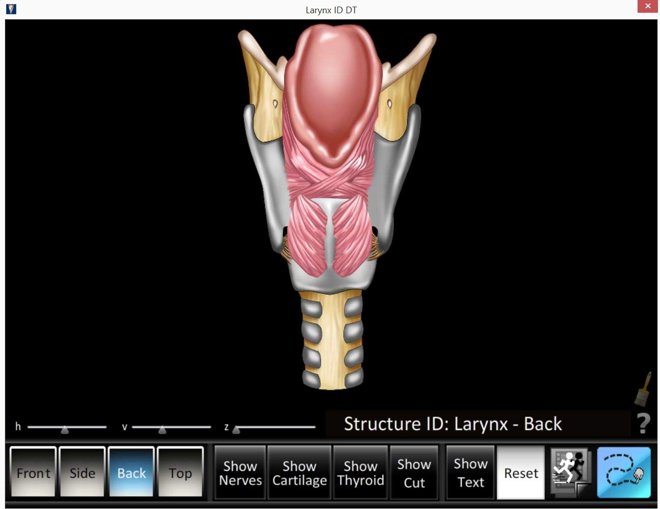 Vocal Parts, Pharynx & Larynx Anatomical Chart with Software Larynx and Vocal Fold ID Speech Language Pathology, SLP, Singing
