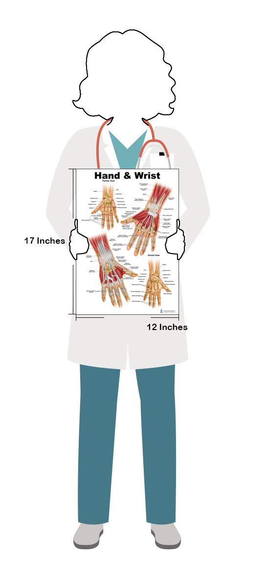 Foot and Ankle, Hand and Wrist, Shoulder and Elbow, Hip and Knee Anatomical Poster Set, size 12Wx17T
