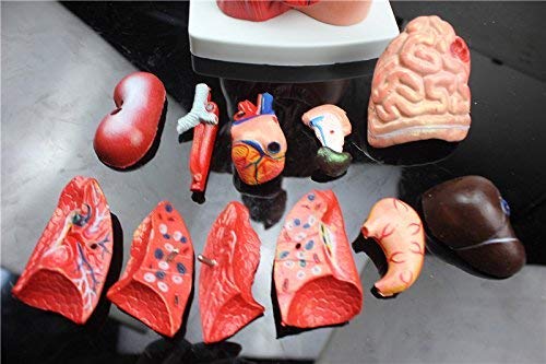 superply Anatomy Model | 11inch Human Torso Body | Heart Brain Skeleton | Medical School Educational Tool
