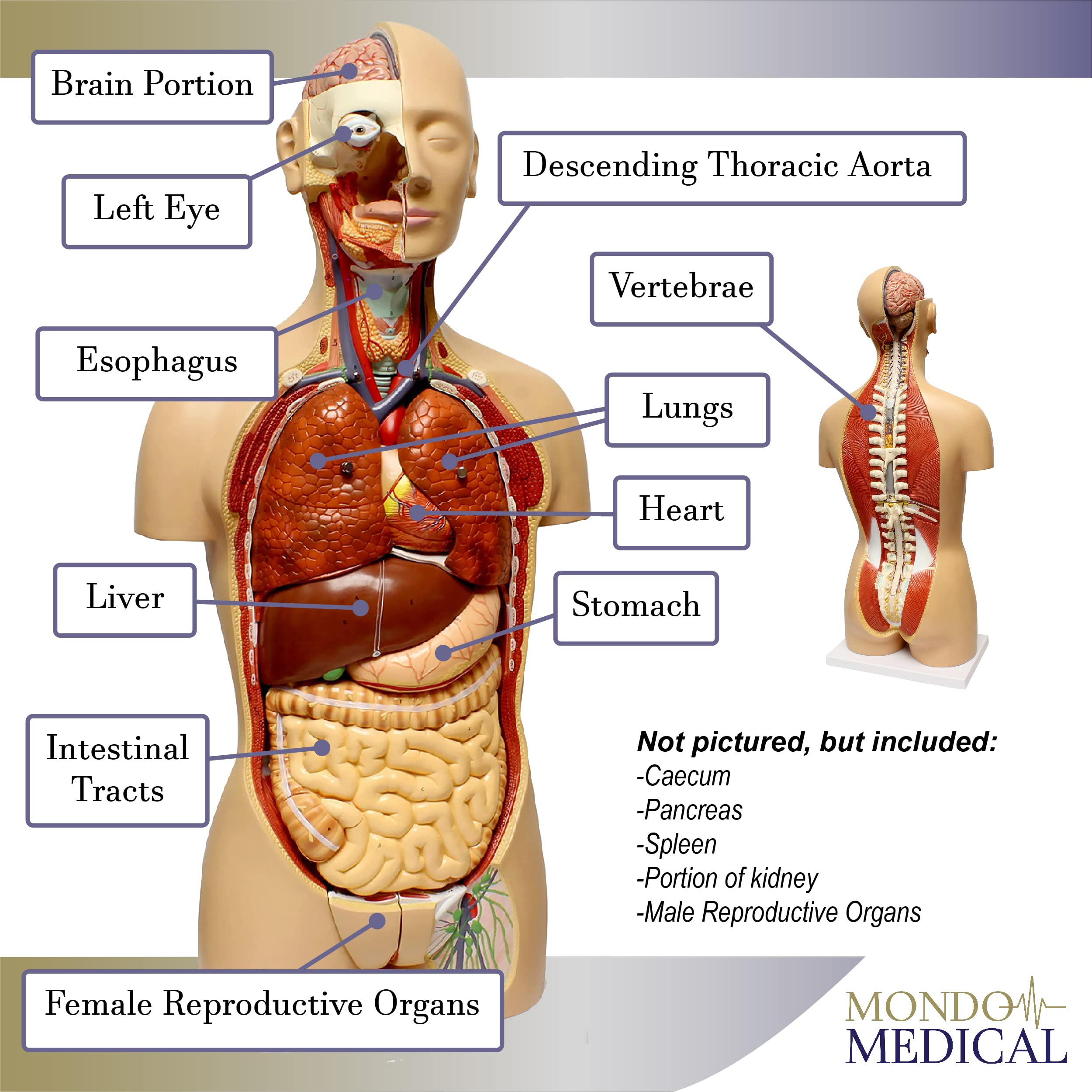 MonMed Human Torso Model β Life Size Human Body Model Anatomy Doll with Removable Organs 3D Human Organ Model