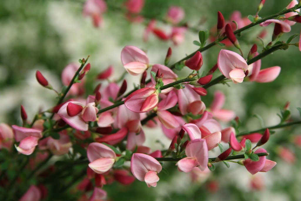 Sister Rosie® Scotch Broom - 4" Pot - Cytisus - Proven Winners