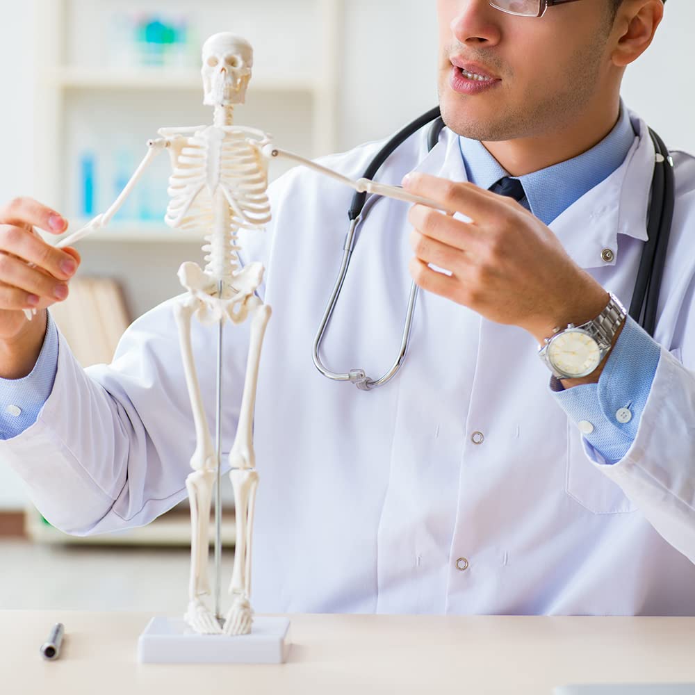 Aliwovo Anatomy Model Spine Cord Skeleton Model with Colorful Manual