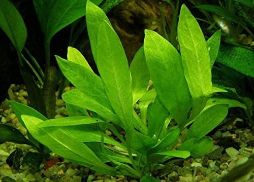 Echinodorus Bleheri | Amazon Sword Paniculatus Potted Live Aquarium Plants for Aquatic Freshwater Fish Tank by Greenpro