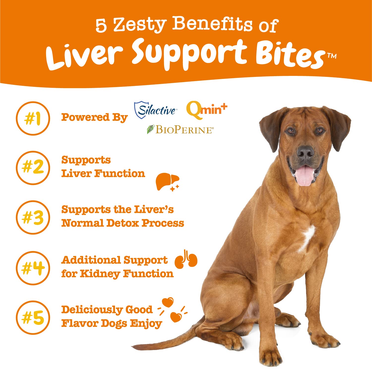 Cranberry for Dogs - UT Incontinence Support + Immune Health Dog Antioxidant + Liver & Kidney Support Supplement for Dogs - with Milk Thistle Extract