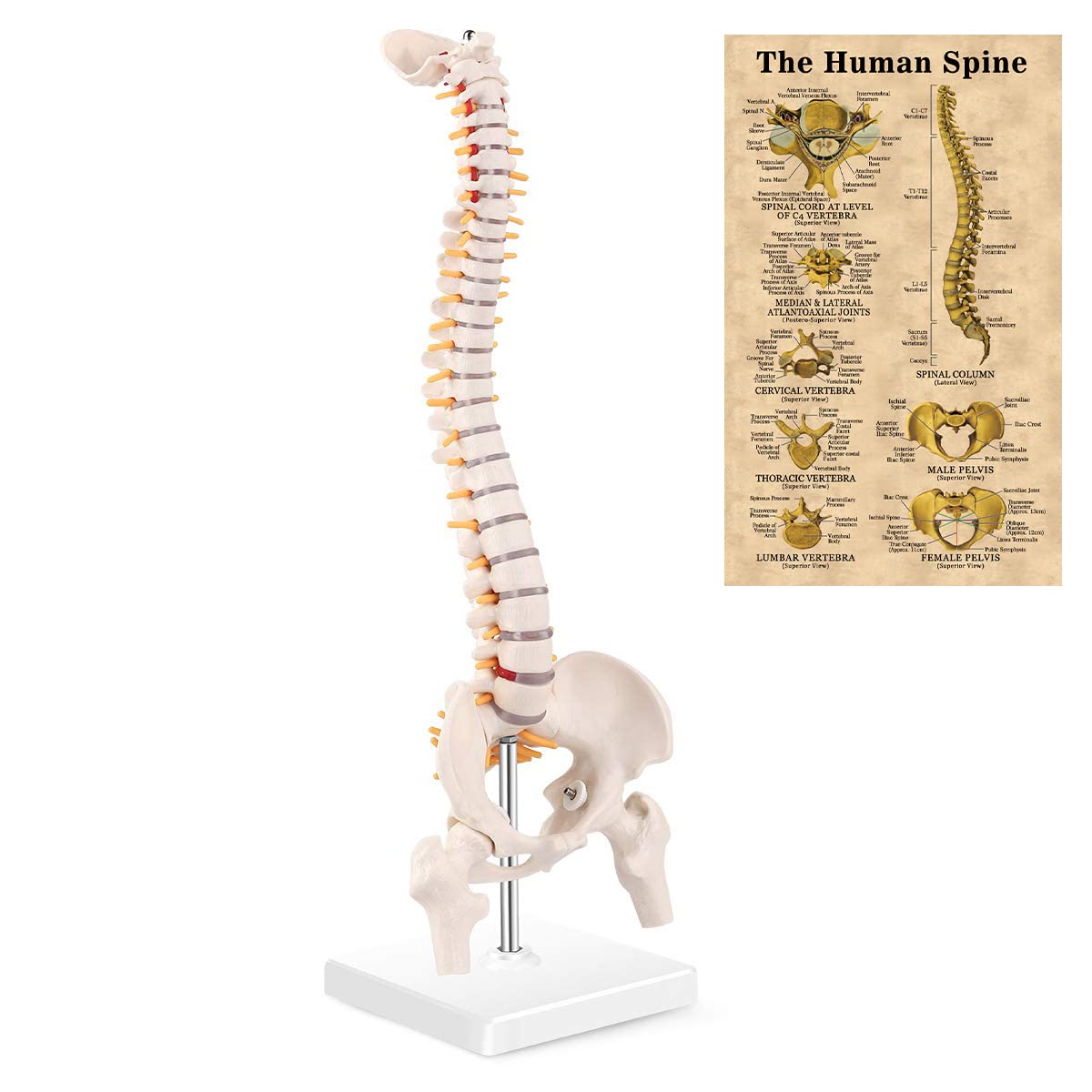 Mini Spine Anatomy Model, Human Spine Model, with Spinal Disc Pelvis Model, Perfect for Learning and Teaching(1/2 Life Size)