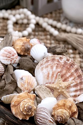 ANDALUCA Seashell Driftwood Home Fragrance Potpourri Vase & Bowl Filler Decor (Coral Beach)