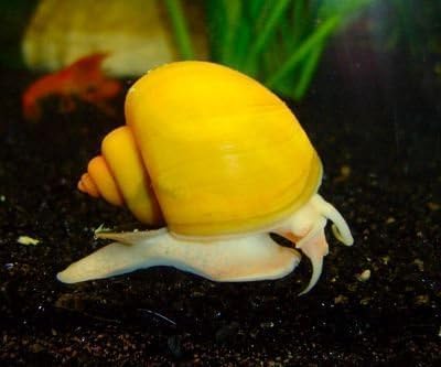 Aquatic Arts 5 Live Gold Mystery Snails Freshwater Aquarium Species/Real Living Glass Fish Tank Clearer | Nano Pets/Natural Decorations