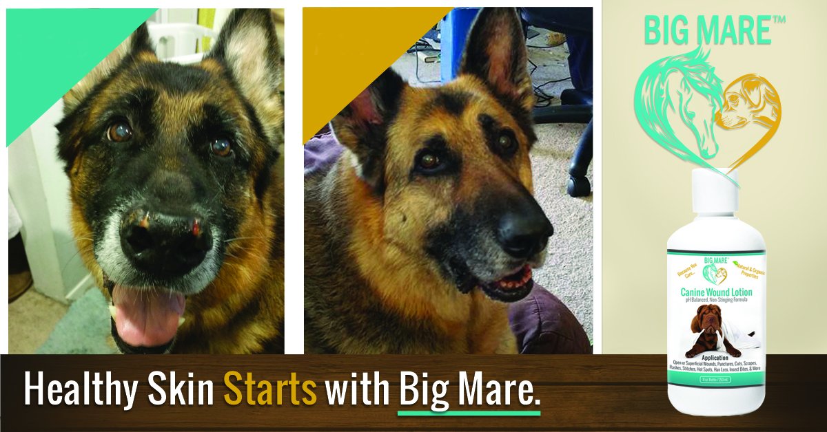 Big Mare Canine Wound Lotion Antibacterial/Antifungal. Clinically Proven Effective for Hot Spots, Open Wounds, Stitches, Yeast, Flea Irritation, Bug Bites & More. Veterinary Approved & Recommended