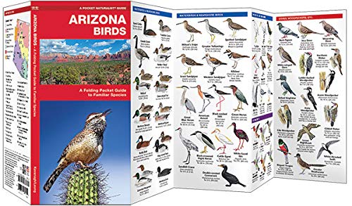 Arizona Birds (Nature Observation North America)