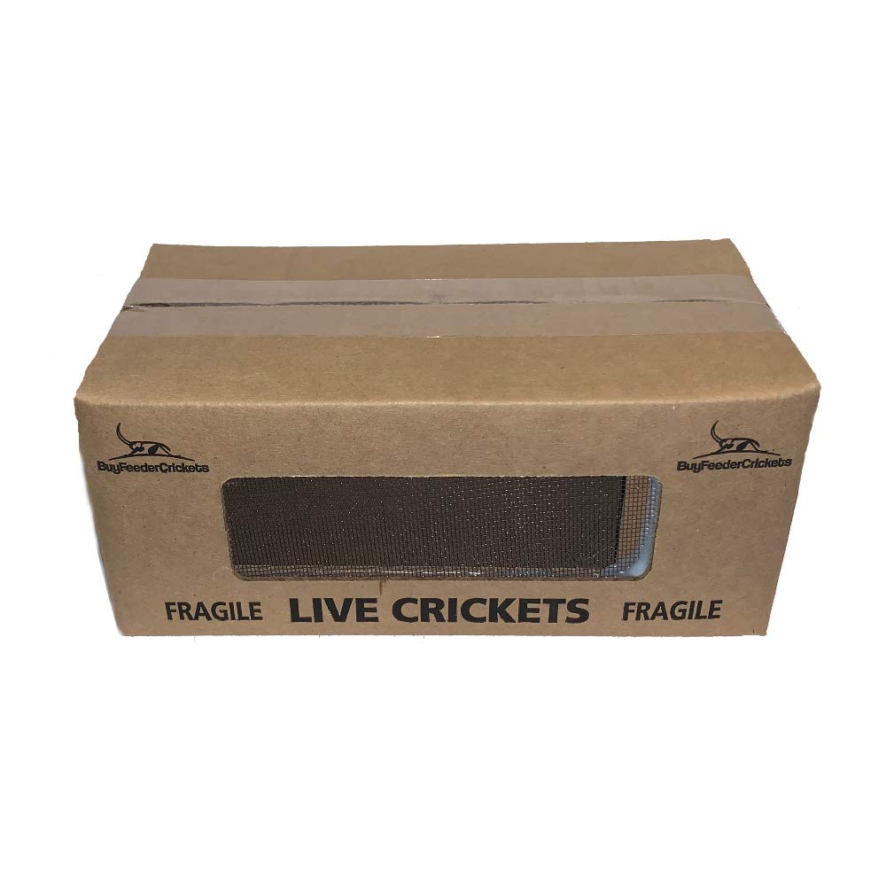 BuyFeederCrickets 500 Live Acheta Crickets (Medium (1/2"))