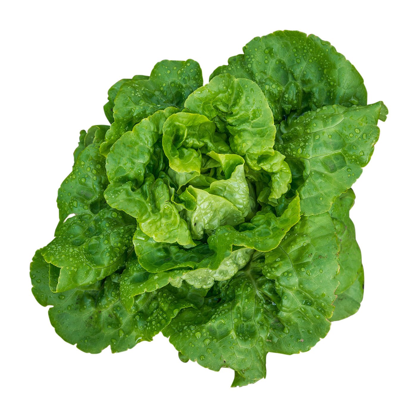 Burpee Buttercrunch Lettuce Seeds 500 seeds