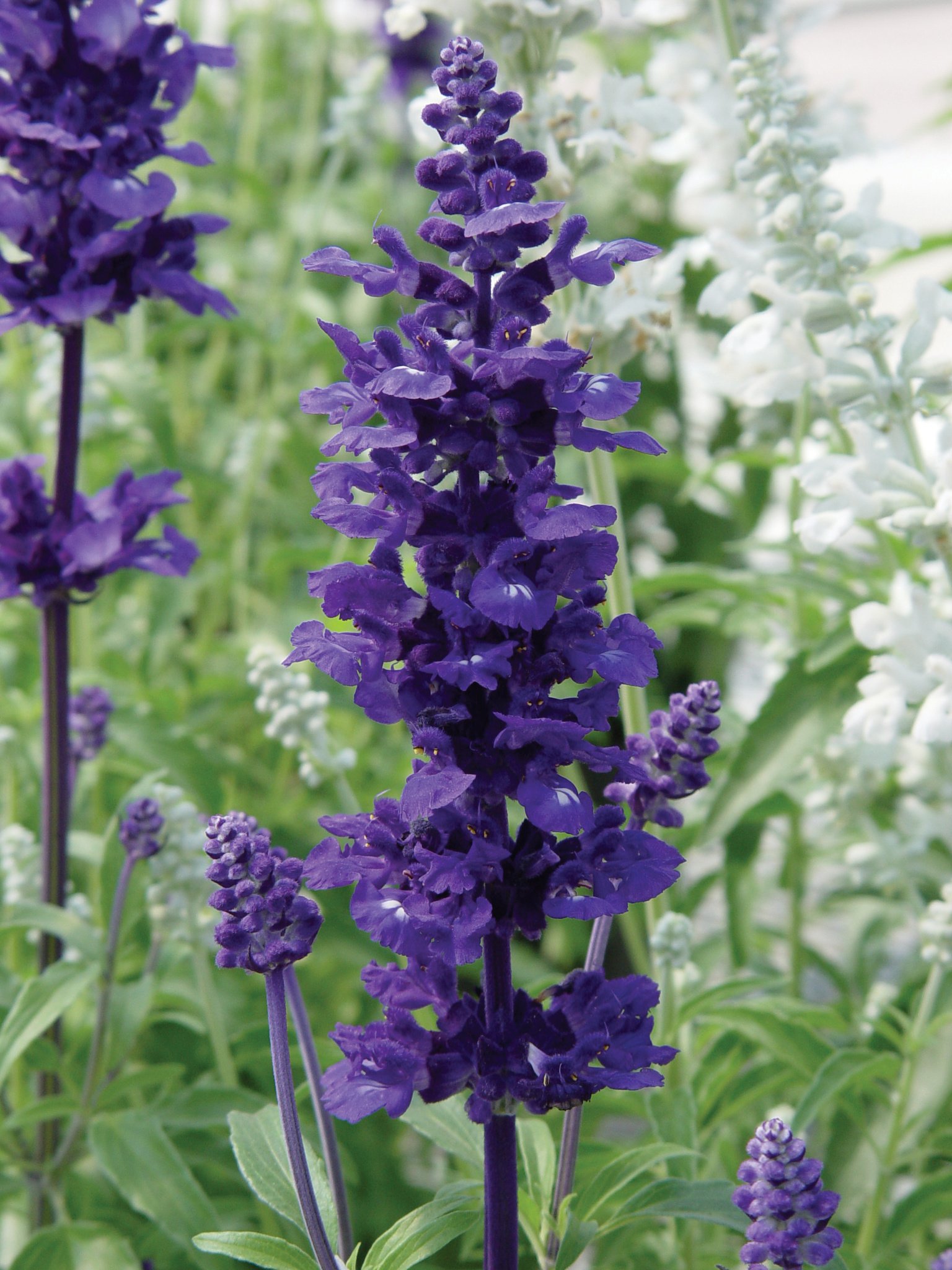 Burpee Victoria Salvia Seeds 125 seeds