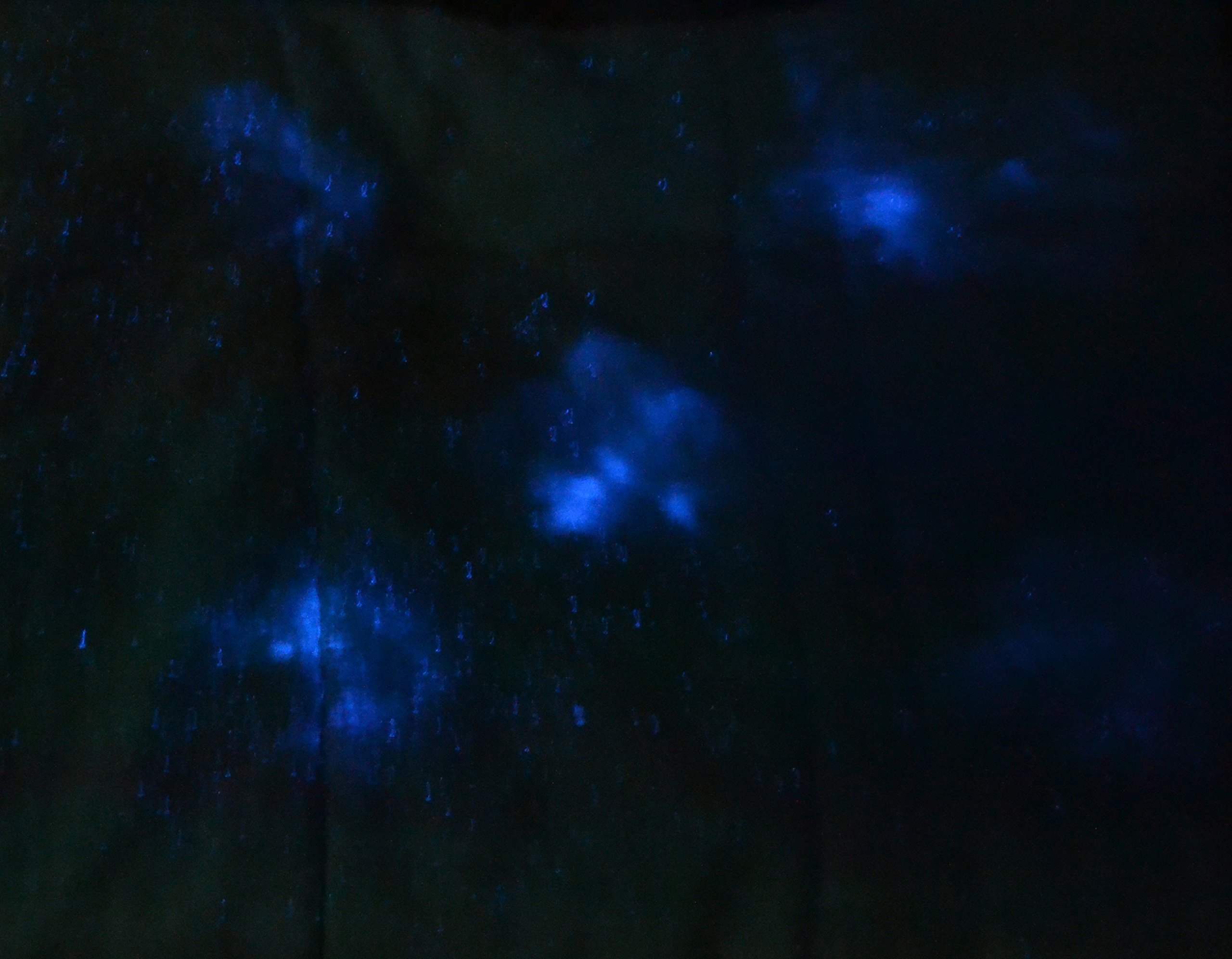 ALDON Innovating Science Chemiluminescence in Blood Stain Detection Forensic Kit