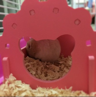Hamster House Cage Wood Chew Toy DIY Colorful Hut for Hamster Gerbil Rat Small Animals Hideout with Free Hamster Lead Leash (L, Green)
