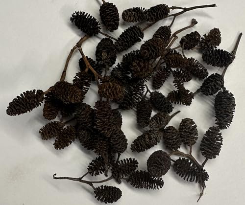 Alder & Casuarina Cones Betta/Shrimp Tank Promotes Natural Habitat, Breeding, Tannin Producing Improves Immunity, Easy to Use, Alder Cone Alternative by Awesome Aquatic (50 Pack Alder)